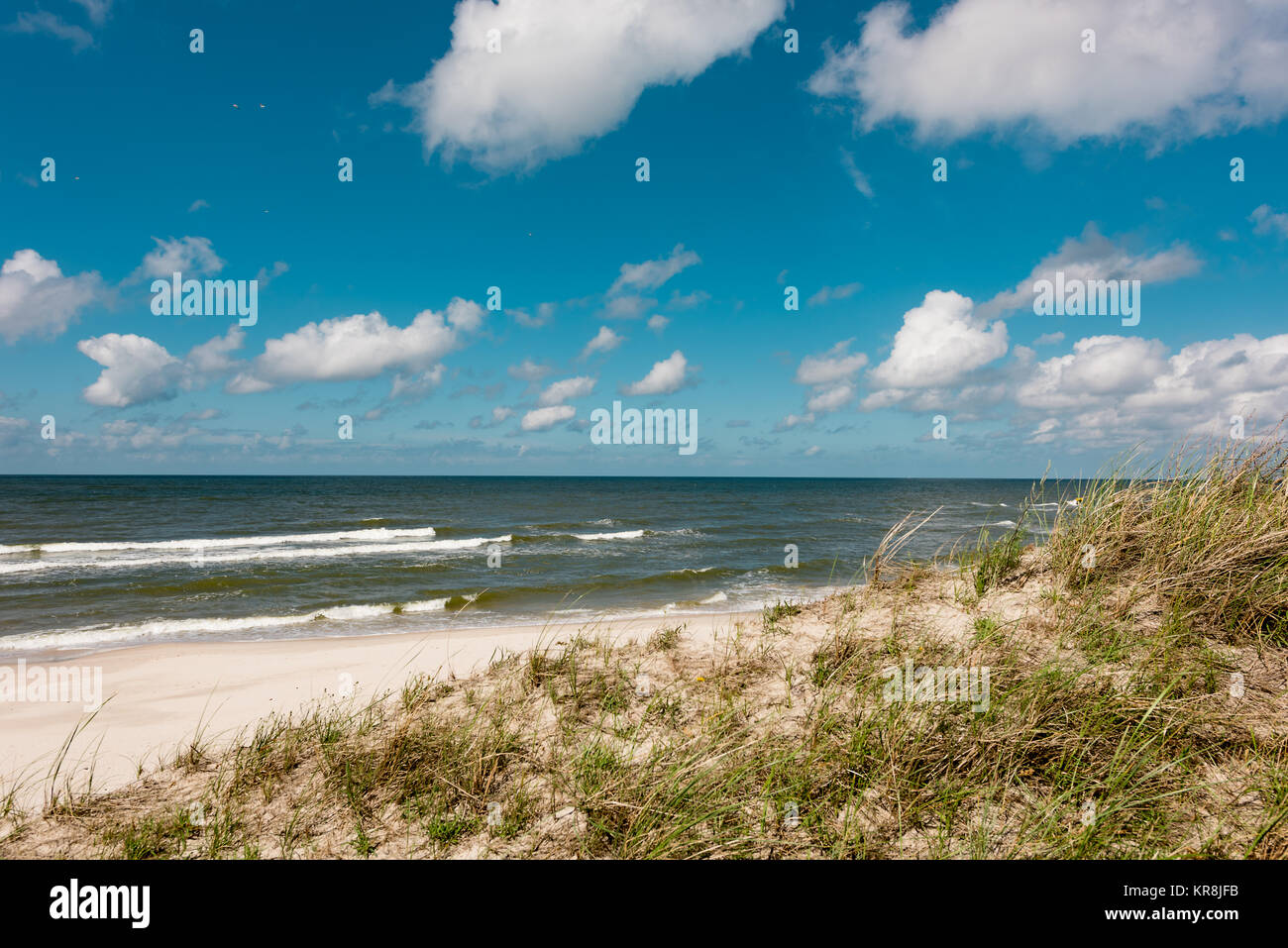 Leba polen baum hi-res stock photography and images - Alamy