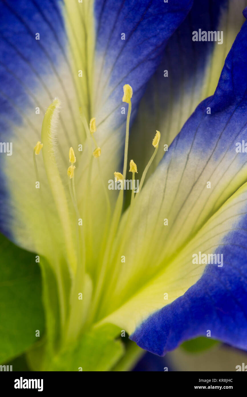 Blue macro flower Stock Photo - Alamy