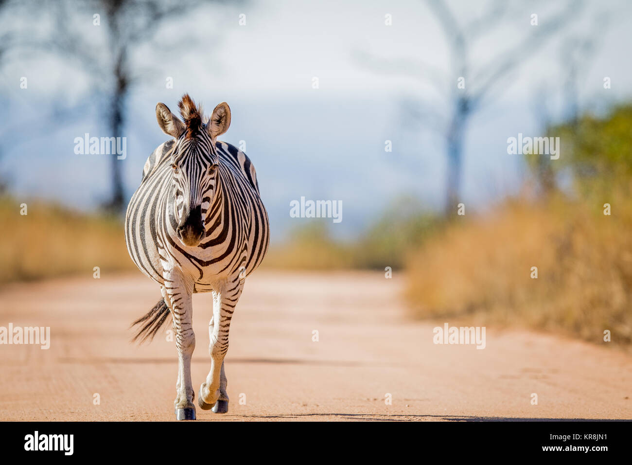 Zebra photo hi-res stock photography and images - Alamy