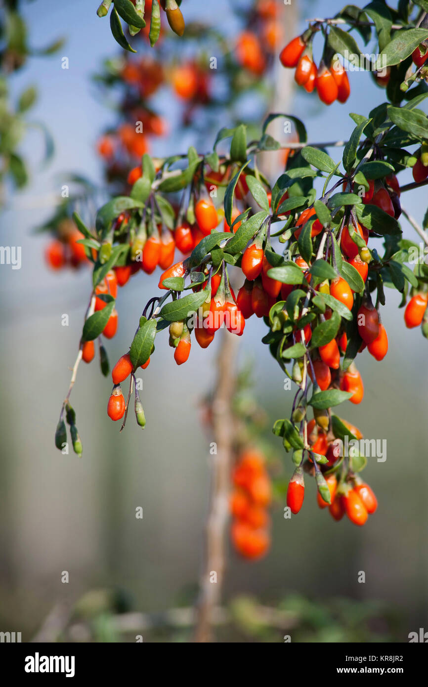 Wolf berry, Goji berry, Lycium barbarum, Mass of red berries growing ...