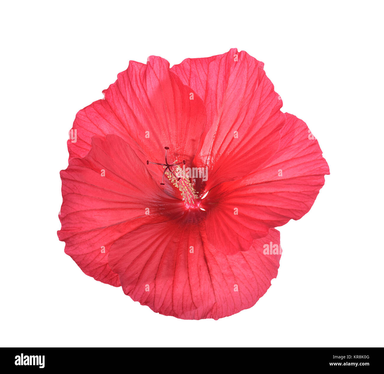 Red Hibiscus flower Stock Photo - Alamy