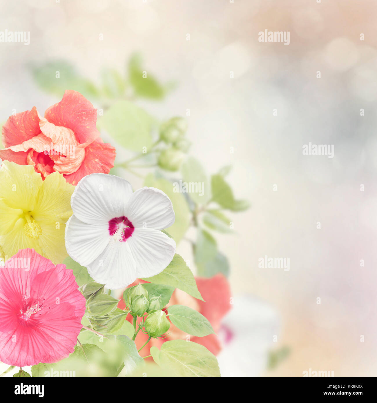 Colorful Hibiscus flowers Stock Photo - Alamy