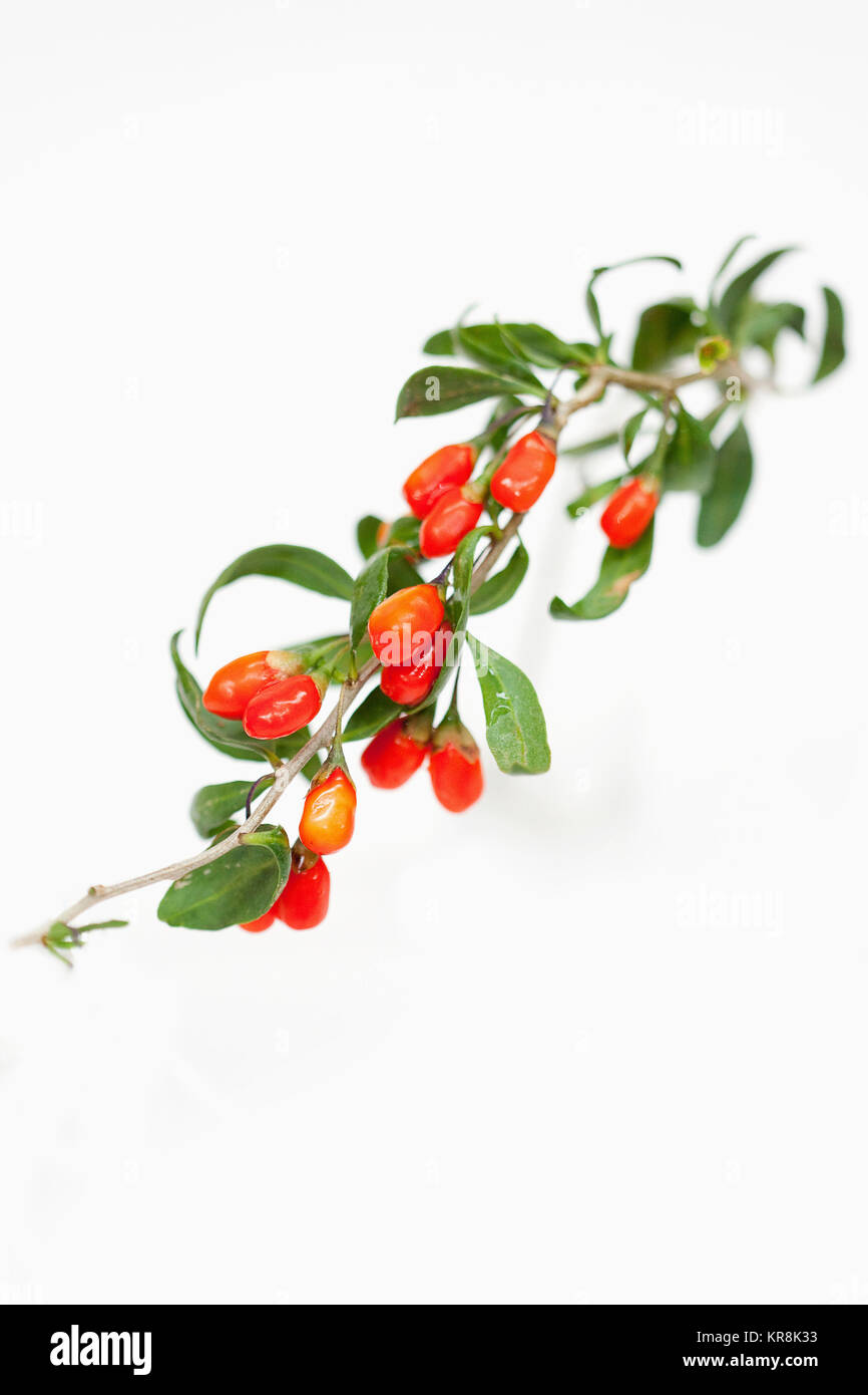 Wolf berry, Goji berry, Lycium barbarum, Studio shot of red berries ...