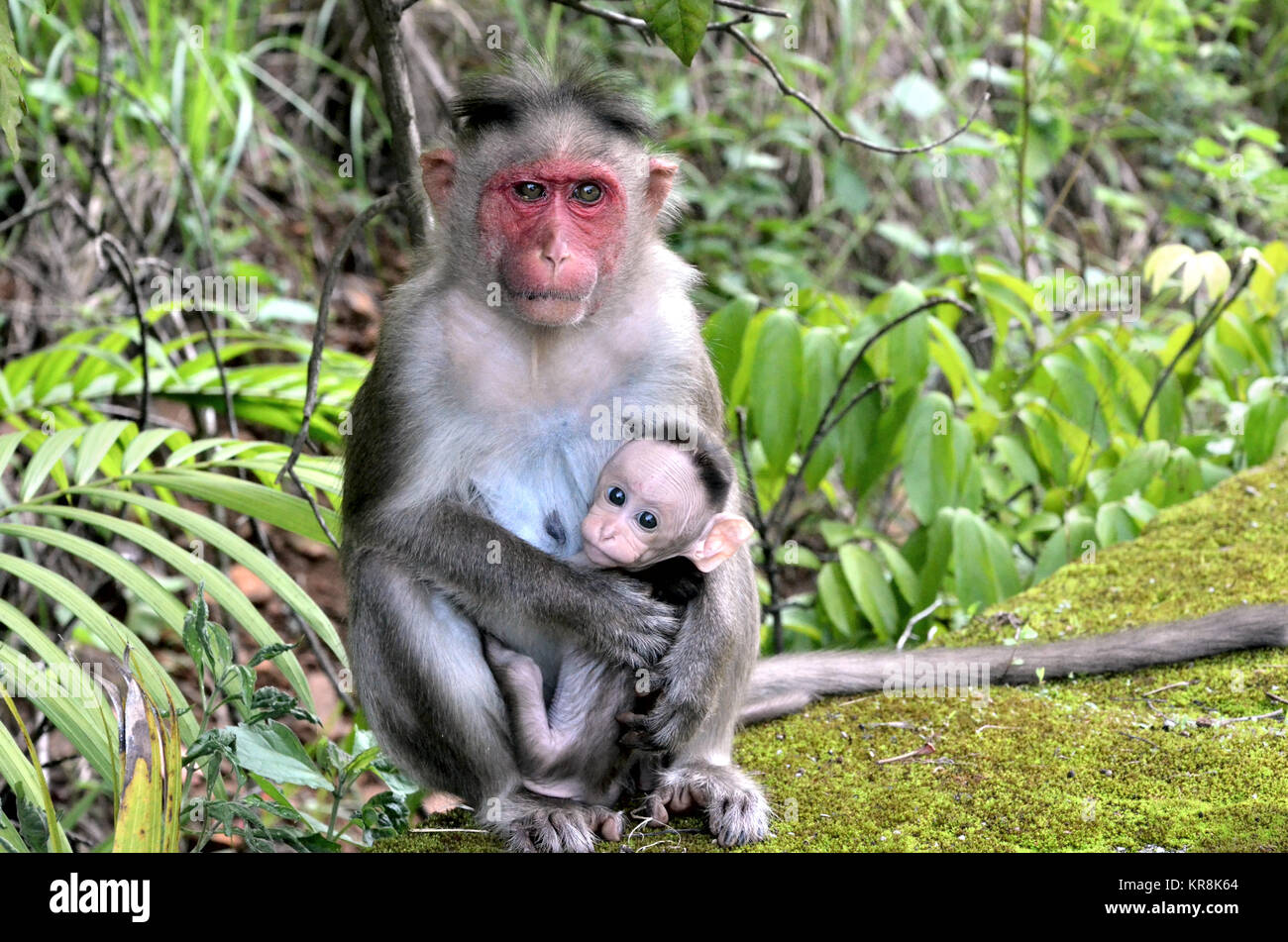 Baby monkey feels protected and comfortable in mother's hands Stock ...