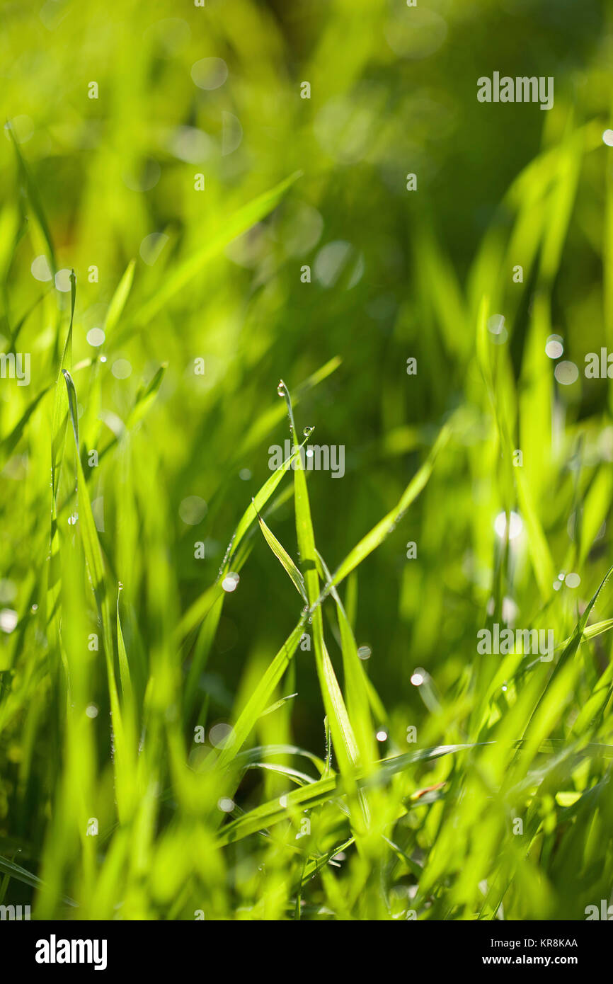 Grasses close up hi-res stock photography and images - Alamy