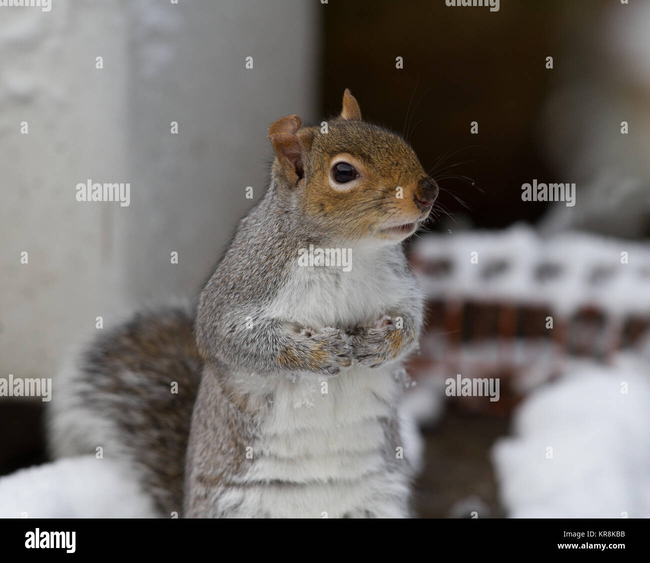 Uk introduced species hi-res stock photography and images - Alamy