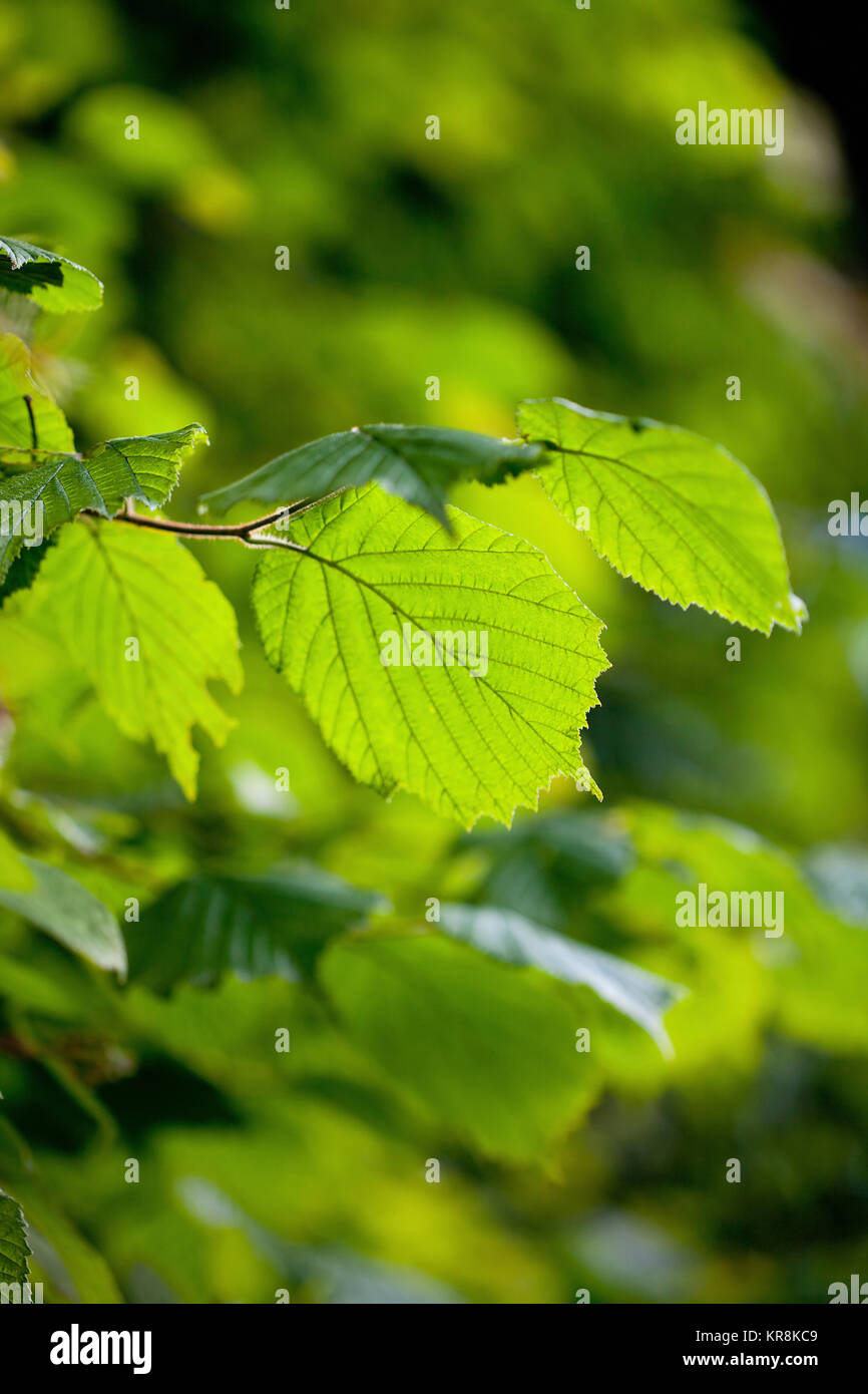 Hazelnut, Cob nut, Corylus avellana, Detail of leaves growing outdoor ...