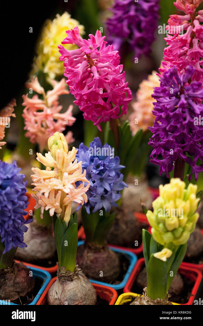 Hyacinth, Hyacinthus, Mass of multi coloured flowers Stock Photo - Alamy