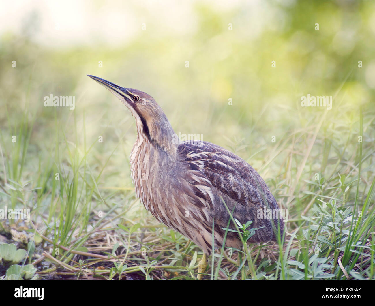 American Bittern (Botaurus lentiginosus) hunting Stock Photo - Alamy