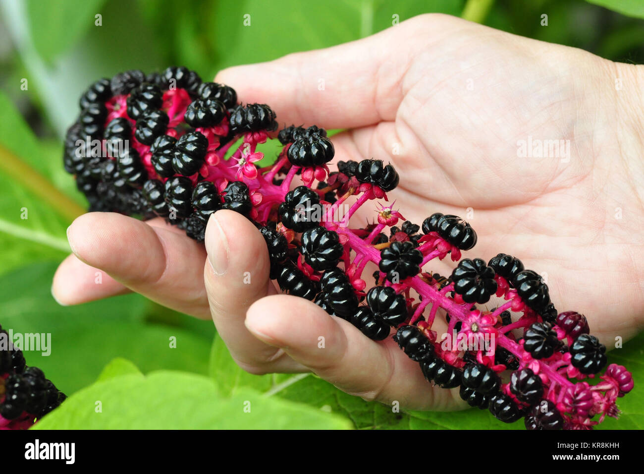 pokeweed from the garden Stock Photo - Alamy