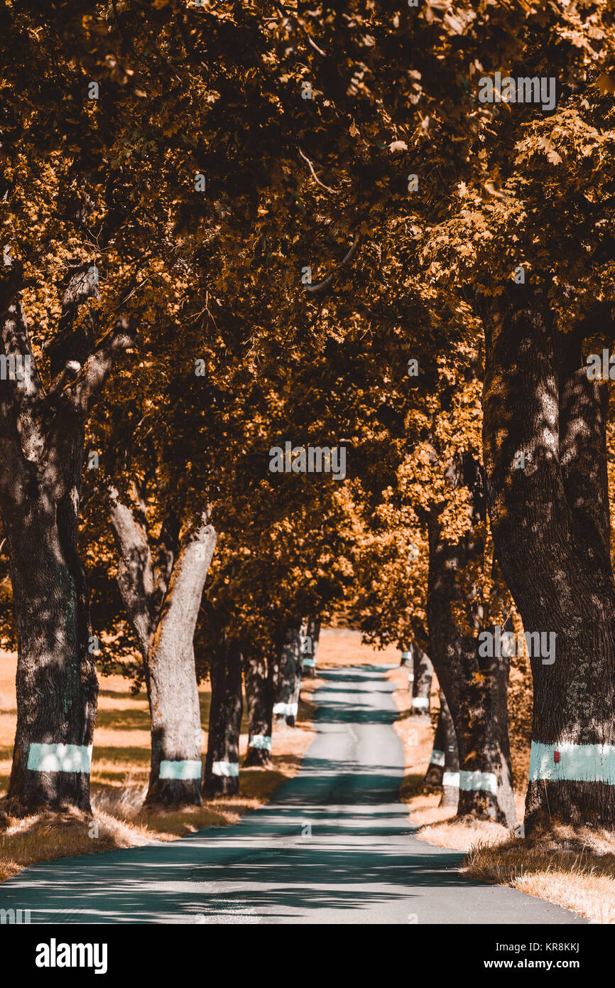 trees in alley in countryside Stock Photo - Alamy