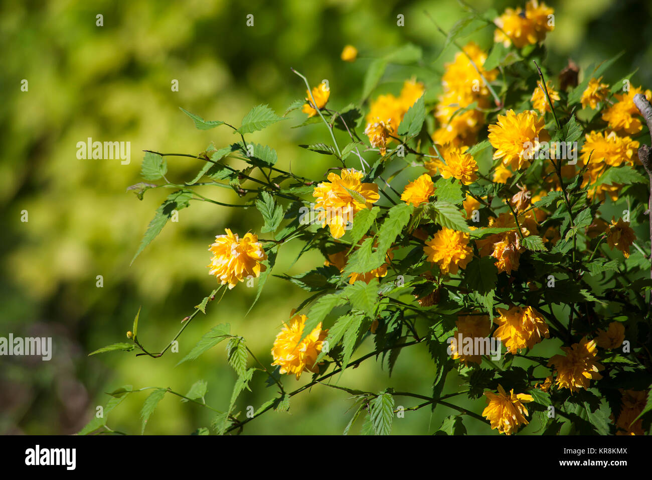 Jews mantle shrub hi-res stock photography and images - Alamy