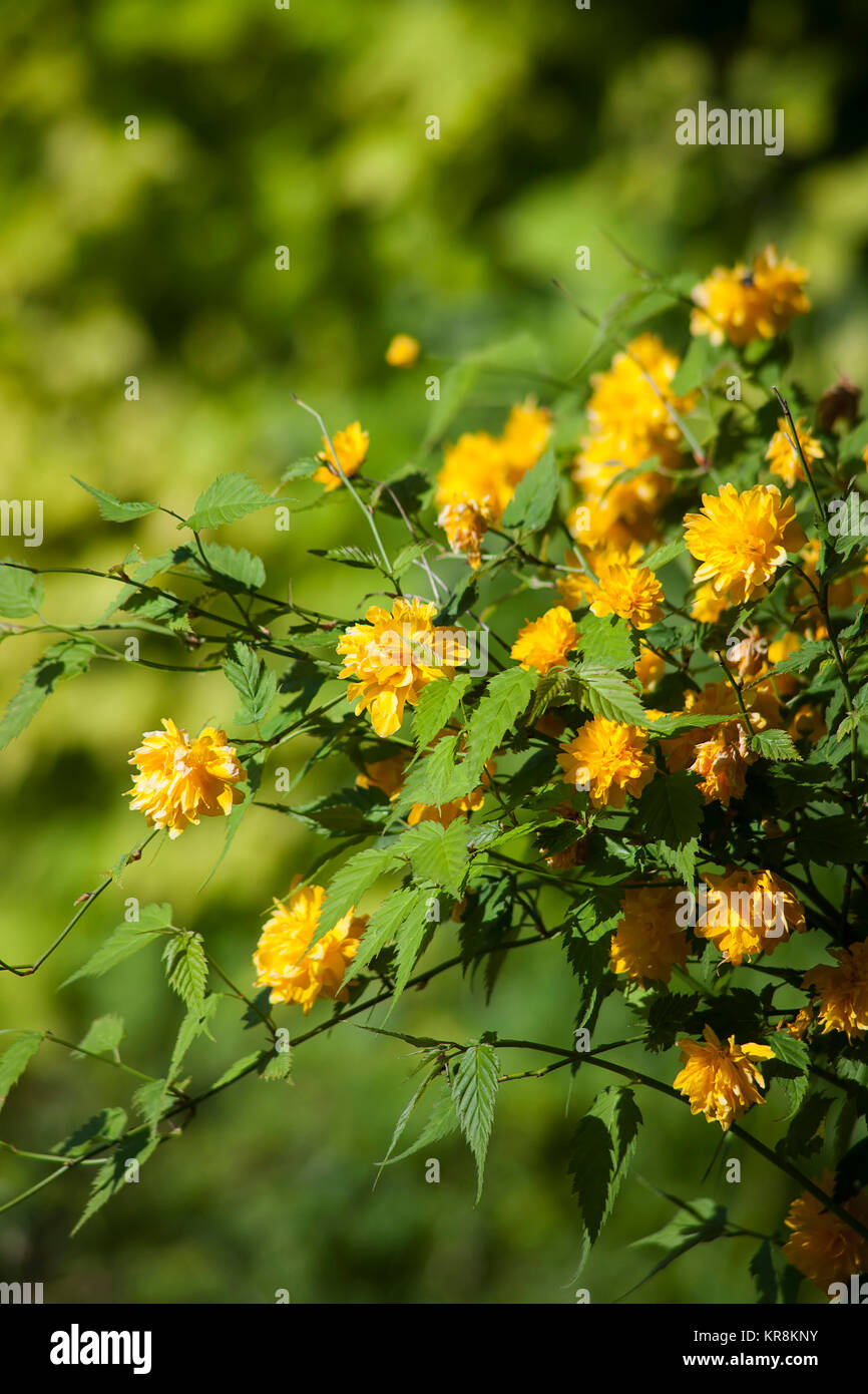 Kerria, Kerria japaonica 'Pleniflora', Yellow coloured flower growing ...