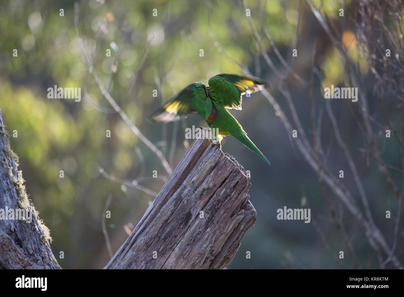 Rainbow Lorikeet (Trichoglossus moluccanus) lands on the top of a dead ...