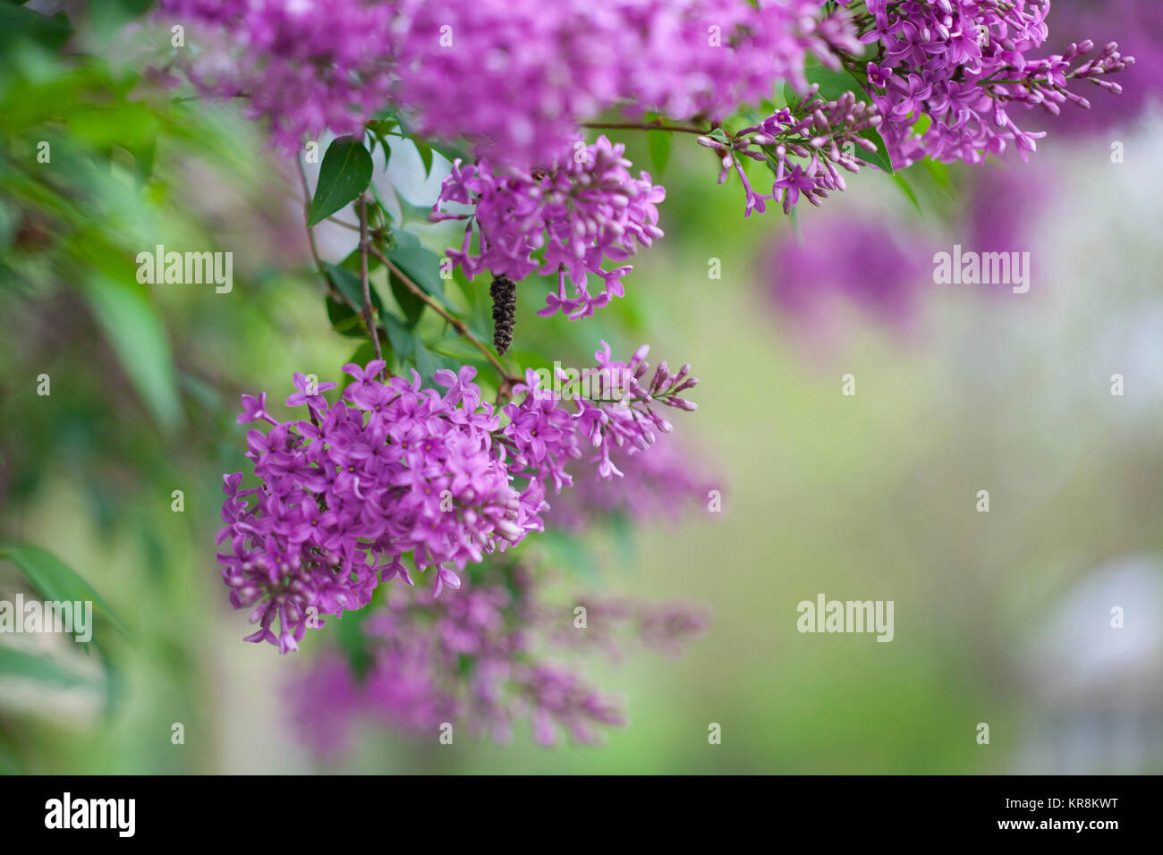 Lilac, Syringa vulgaris, Mauve coloured flowers growing outdoor Stock ...