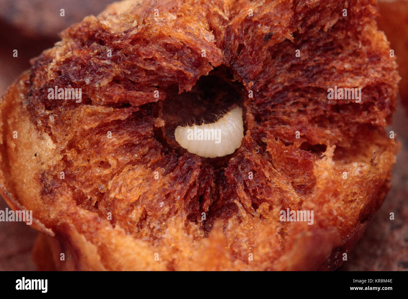 Oak gall wasp larva (Cynips quercusfolii?) inside dissected gall ...