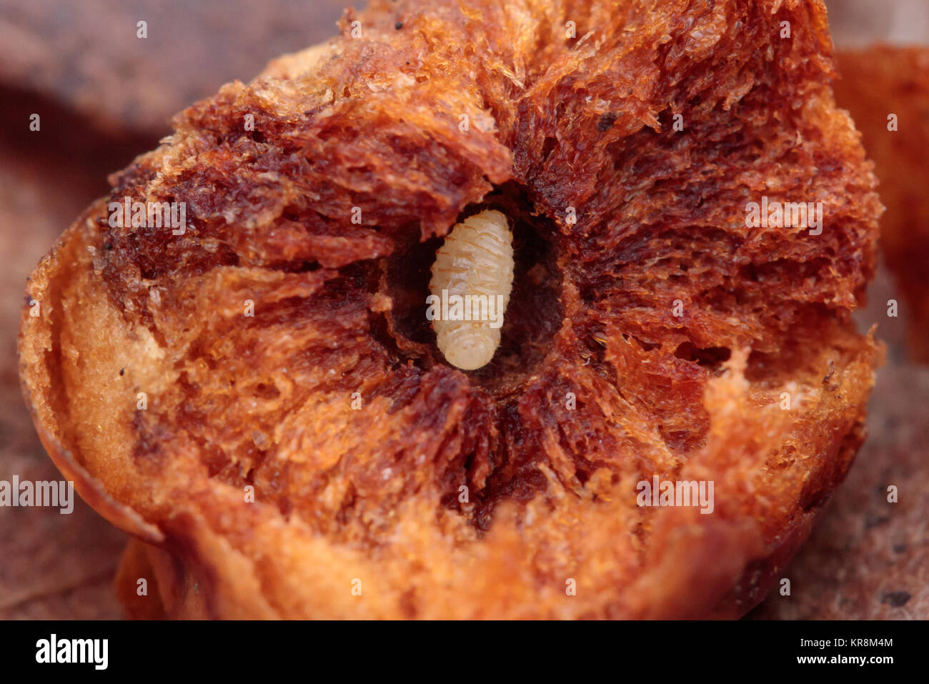 Oak gall wasp larva (Cynips quercusfolii?) inside dissected gall ...