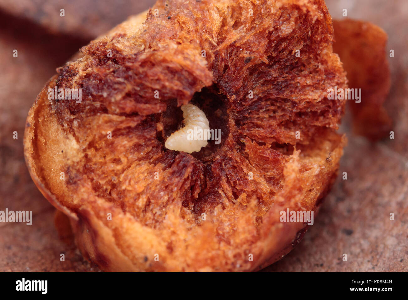 Oak gall wasp larva (Cynips quercusfolii?) inside dissected gall ...