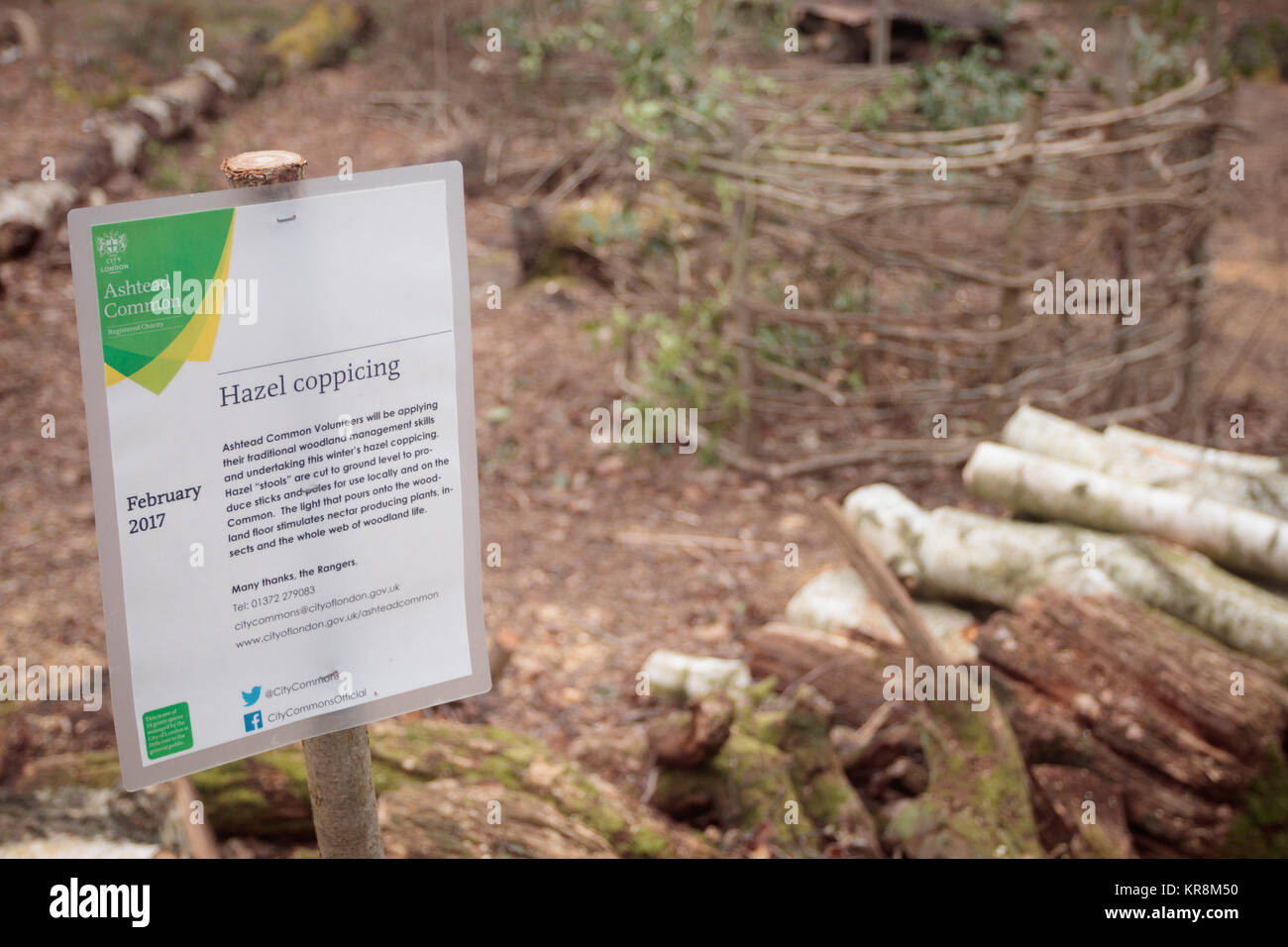Freshly coppiced hazel woodland with signage. Ashtead Common NNR ...