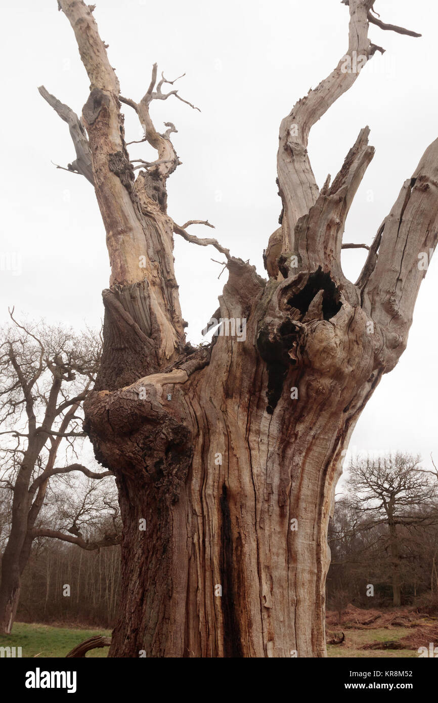 Veteran oaks. Ashtead Common NNR, Surrey, UK Stock Photo - Alamy