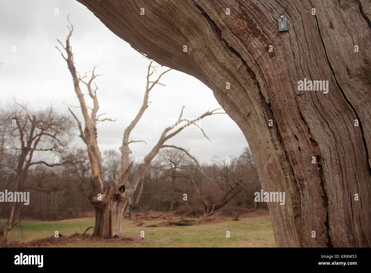 Veteran oaks. Ashtead Common NNR, Surrey, UK Stock Photo - Alamy