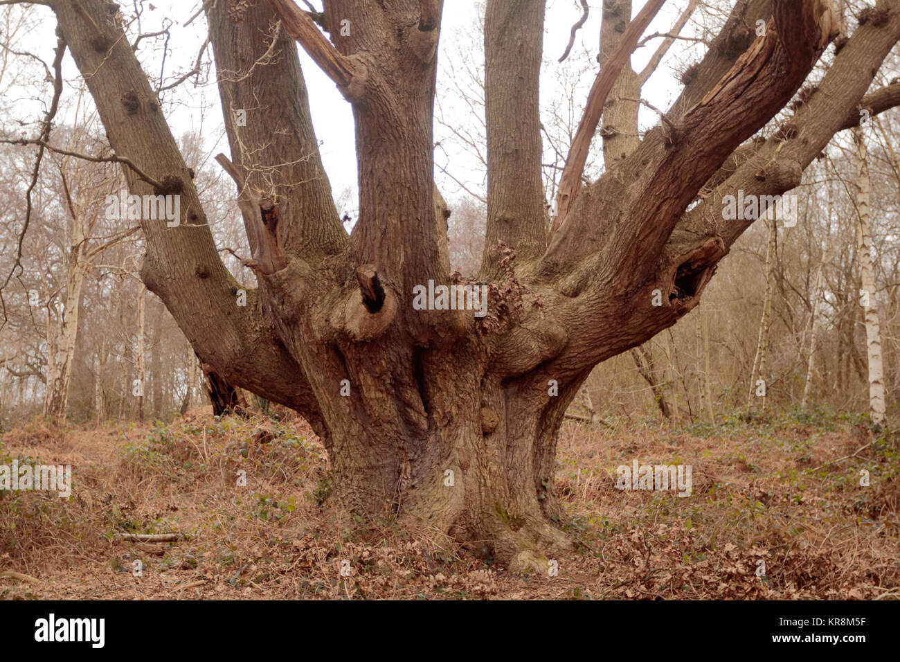 Veteran oak pollard. Ashtead Common NNR, Surrey, UK Stock Photo - Alamy