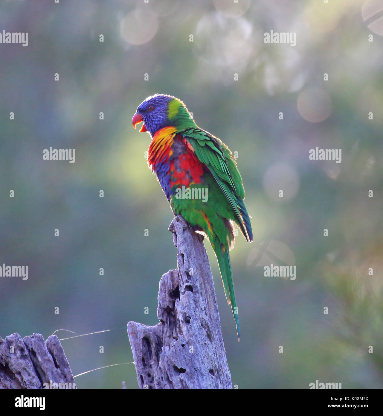A Rainbow Lorikeet (Trichoglossus moluccanus) sitting on top of a dead ...