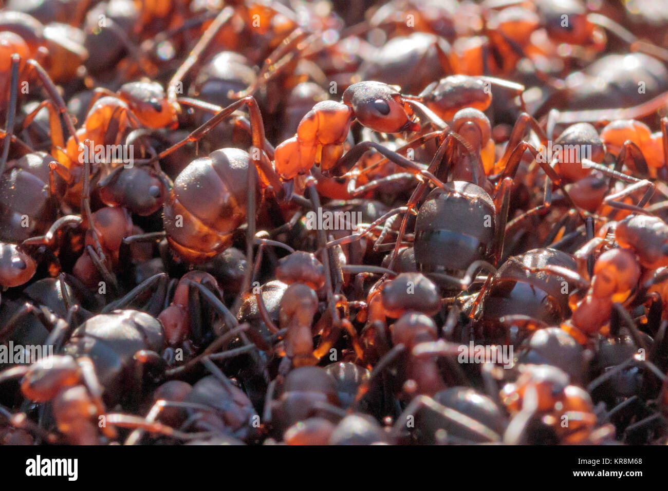 Wood ant (Formica rufa) nest. Dorset, UK Stock Photo - Alamy