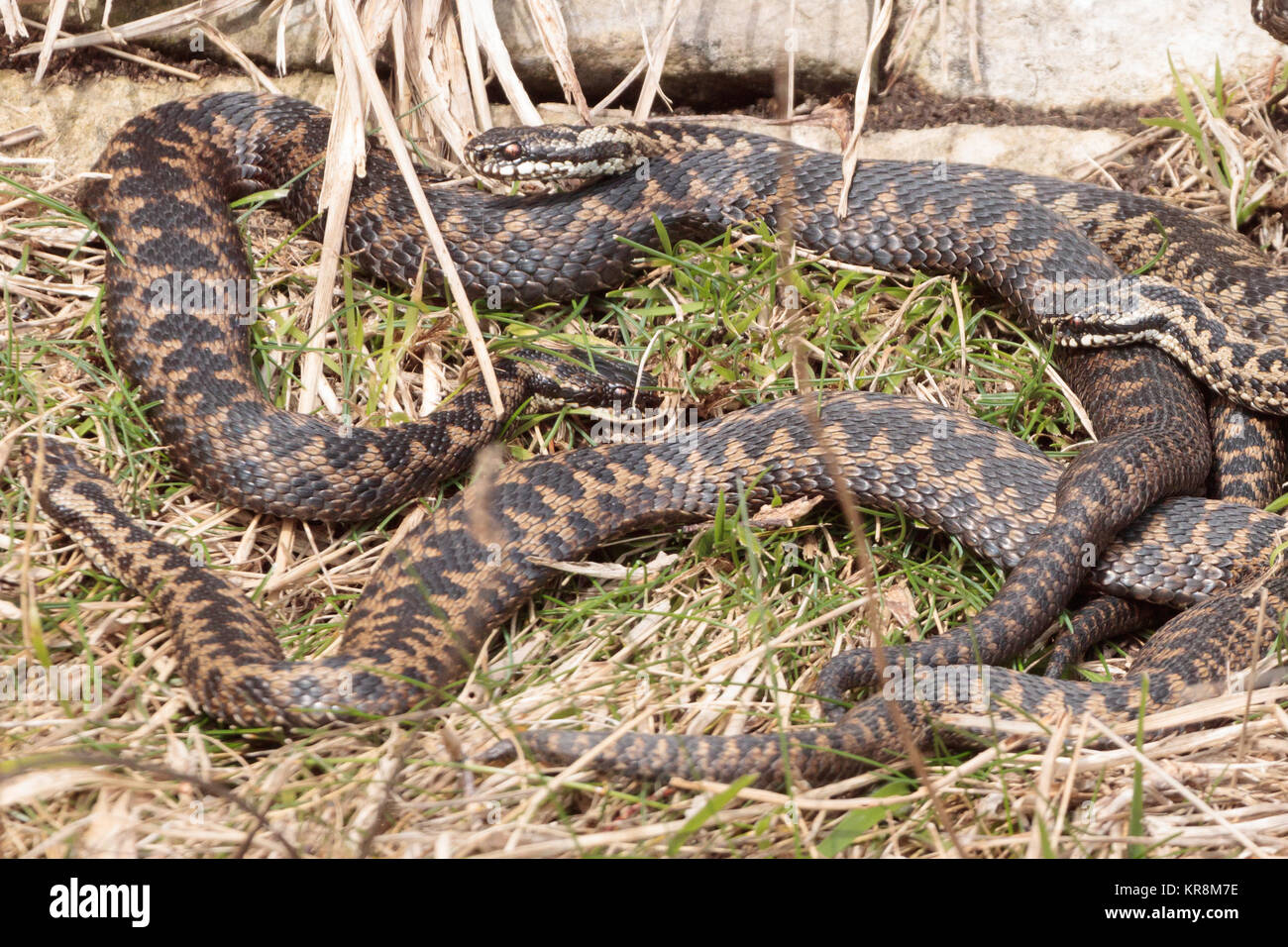 Adder sunbathing uk hi-res stock photography and images - Alamy
