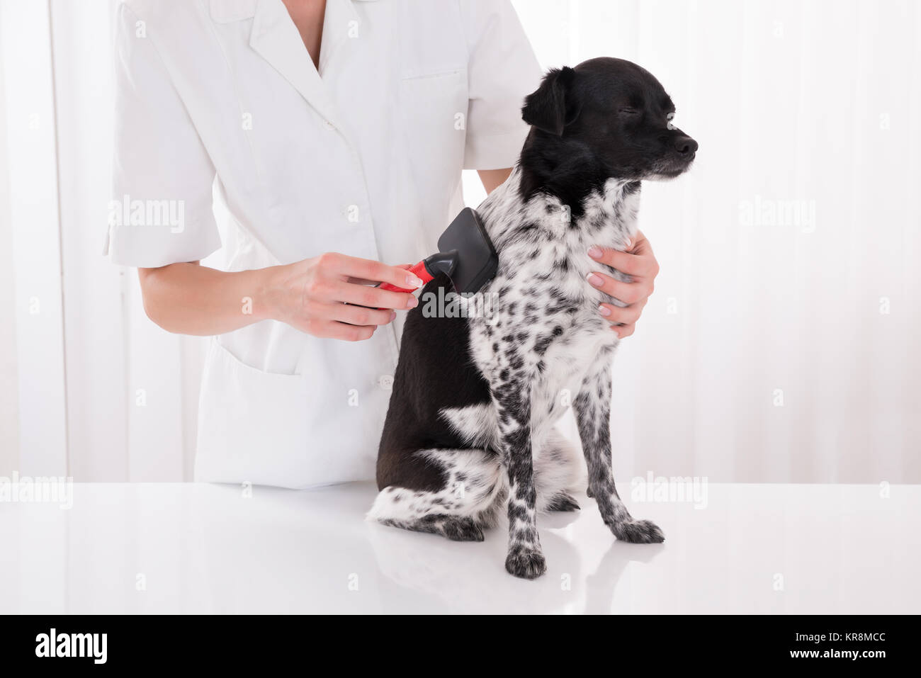 Vet Grooming Dog's Hair Stock Photo - Alamy