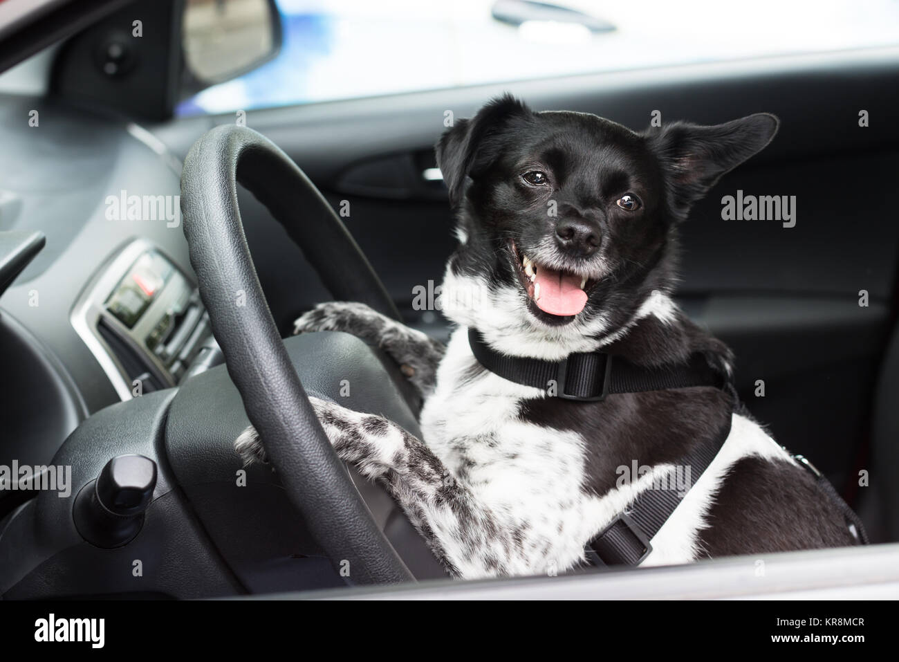 Dog Sitting Inside Car Stock Photo - Alamy