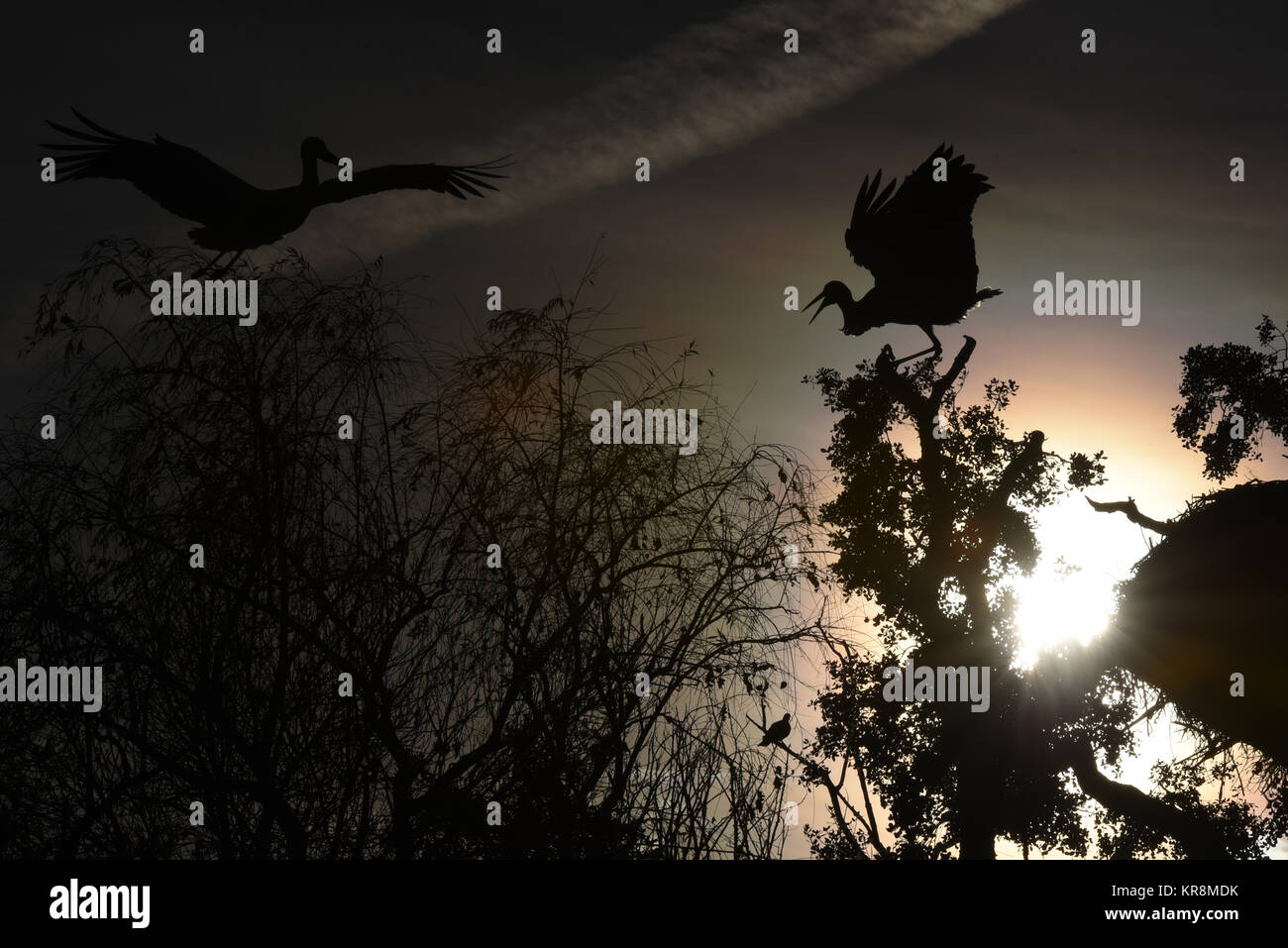 Madrid, Spain. 18th Dec, 2017. White storks arrive back in Madrid one ...