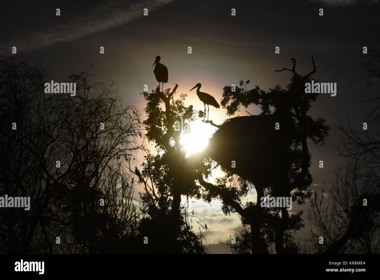 Madrid, Spain. 18th Dec, 2017. White storks arrive back in Madrid one ...