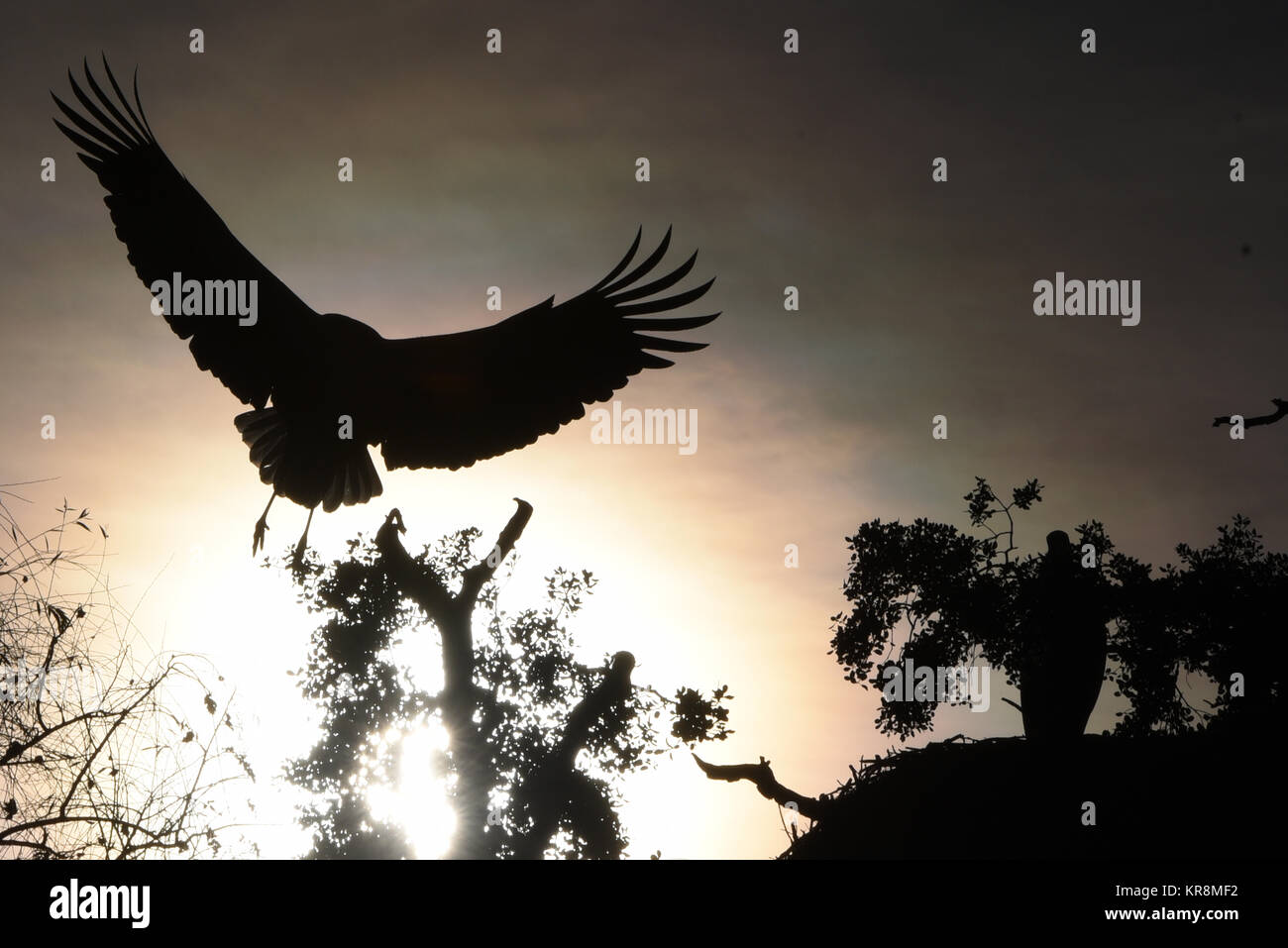 Madrid, Spain. 18th Dec, 2017. White storks arrive back in Madrid one ...