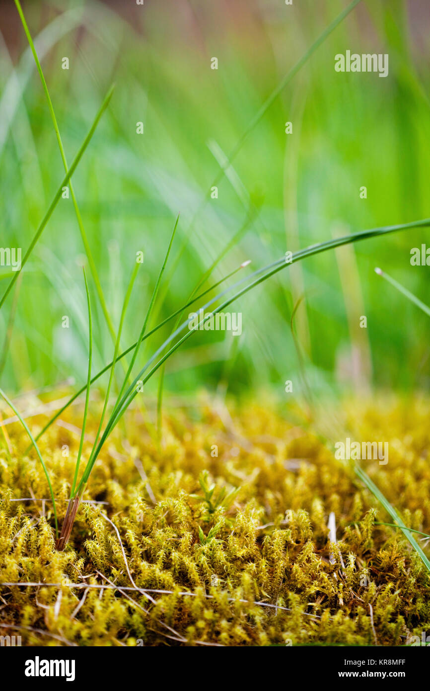 Moss, Abundance of dense yellow mosses growing outdoor Stock Photo - Alamy