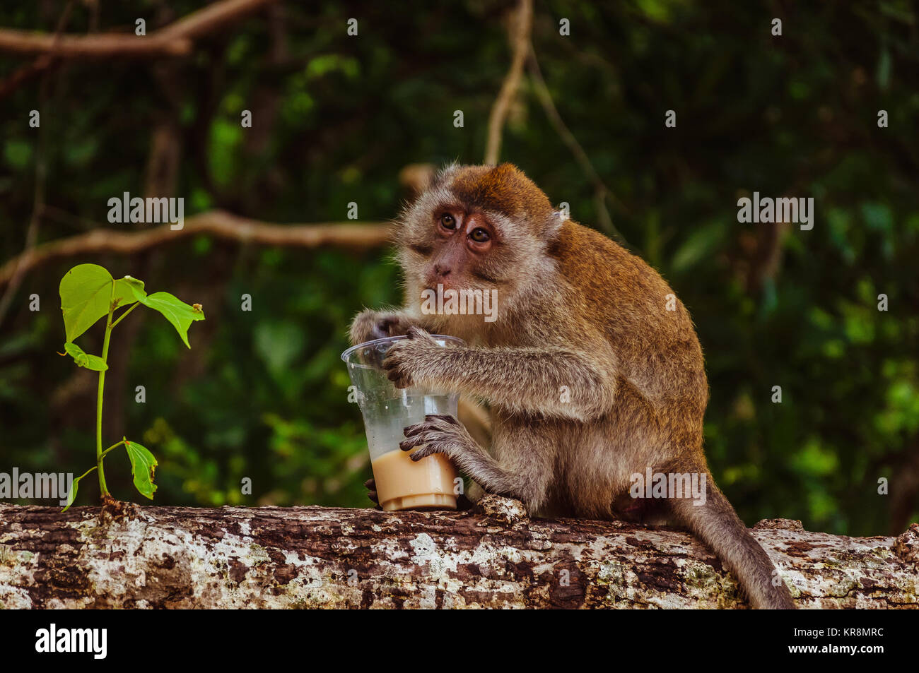 Cute monkey drinking hi-res stock photography and images - Alamy