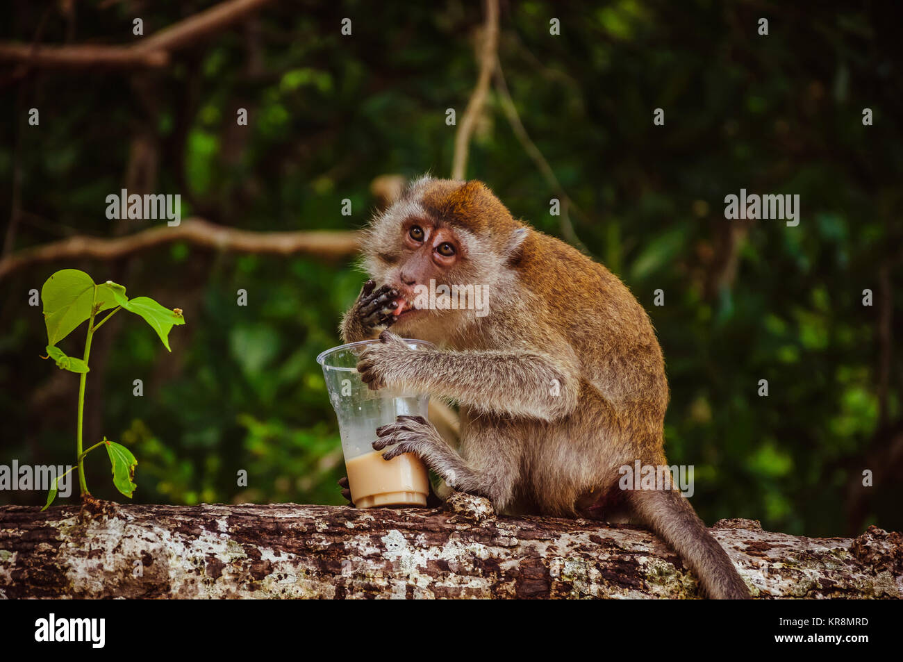 Small monkey drinking coffee on the tree Stock Photo - Alamy
