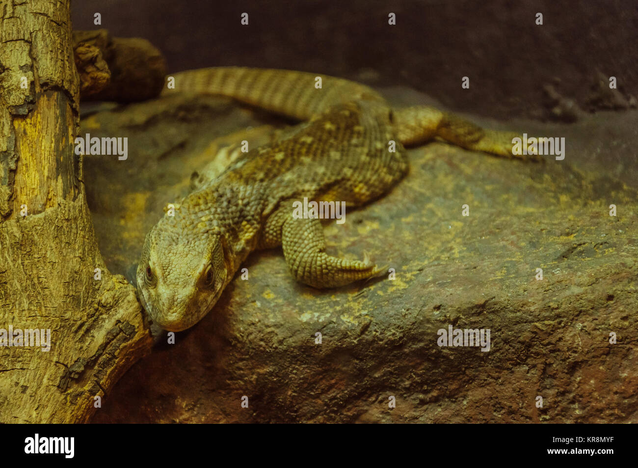 Big lizard on the stone Stock Photo - Alamy