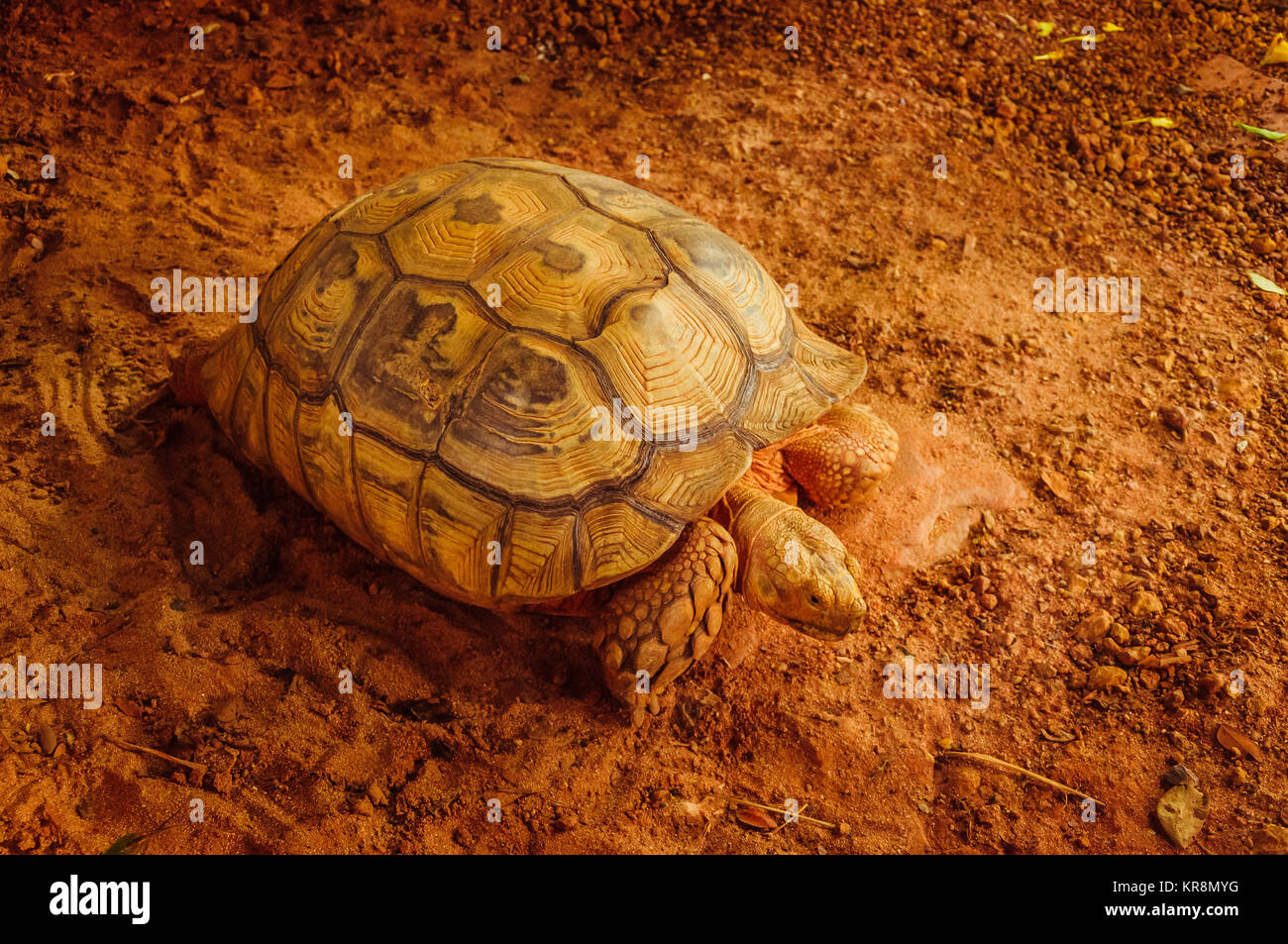 Huge turtle on the orange sand Stock Photo - Alamy