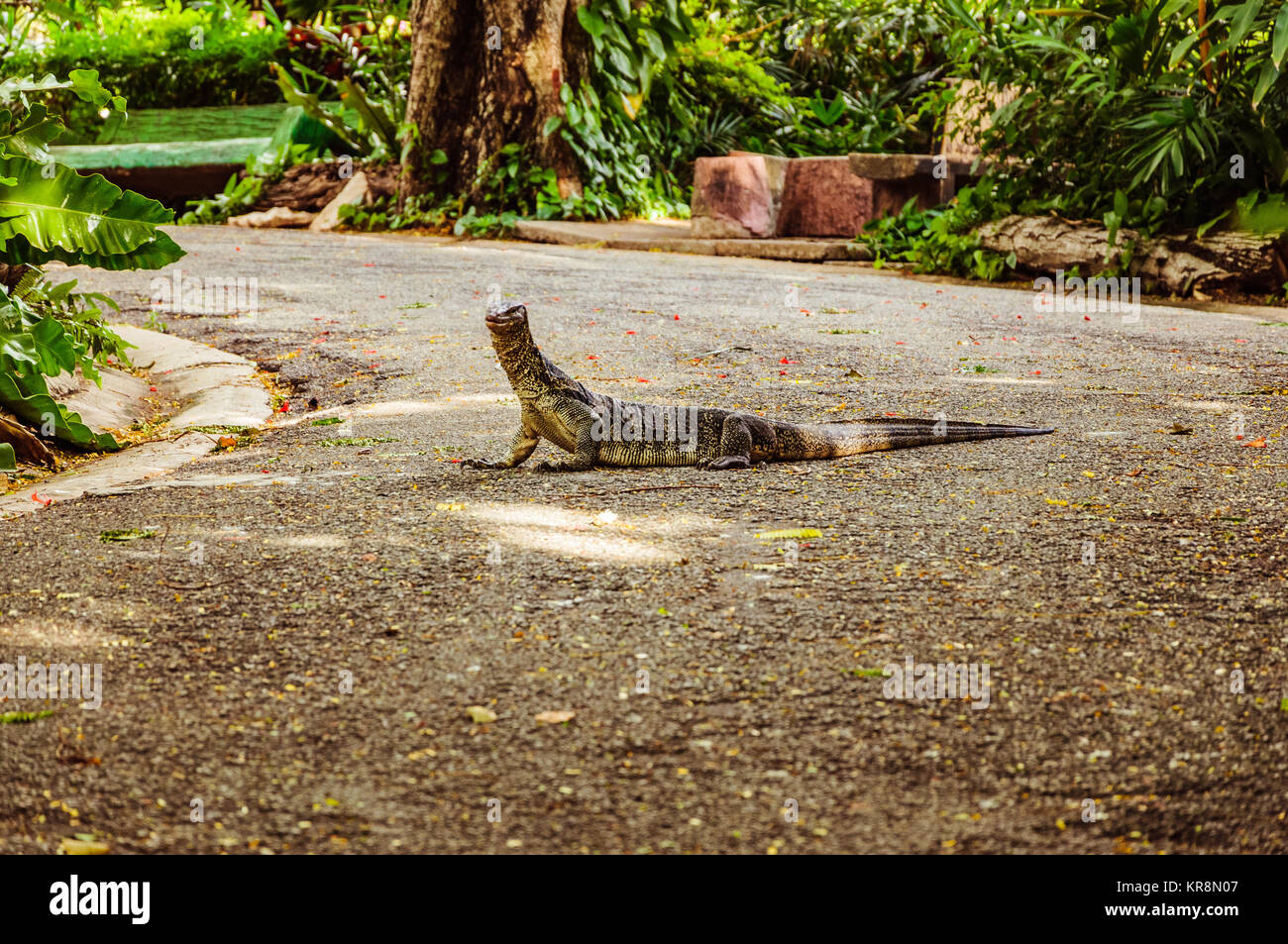 Huge lizard on the sidewalk in the park Stock Photo - Alamy