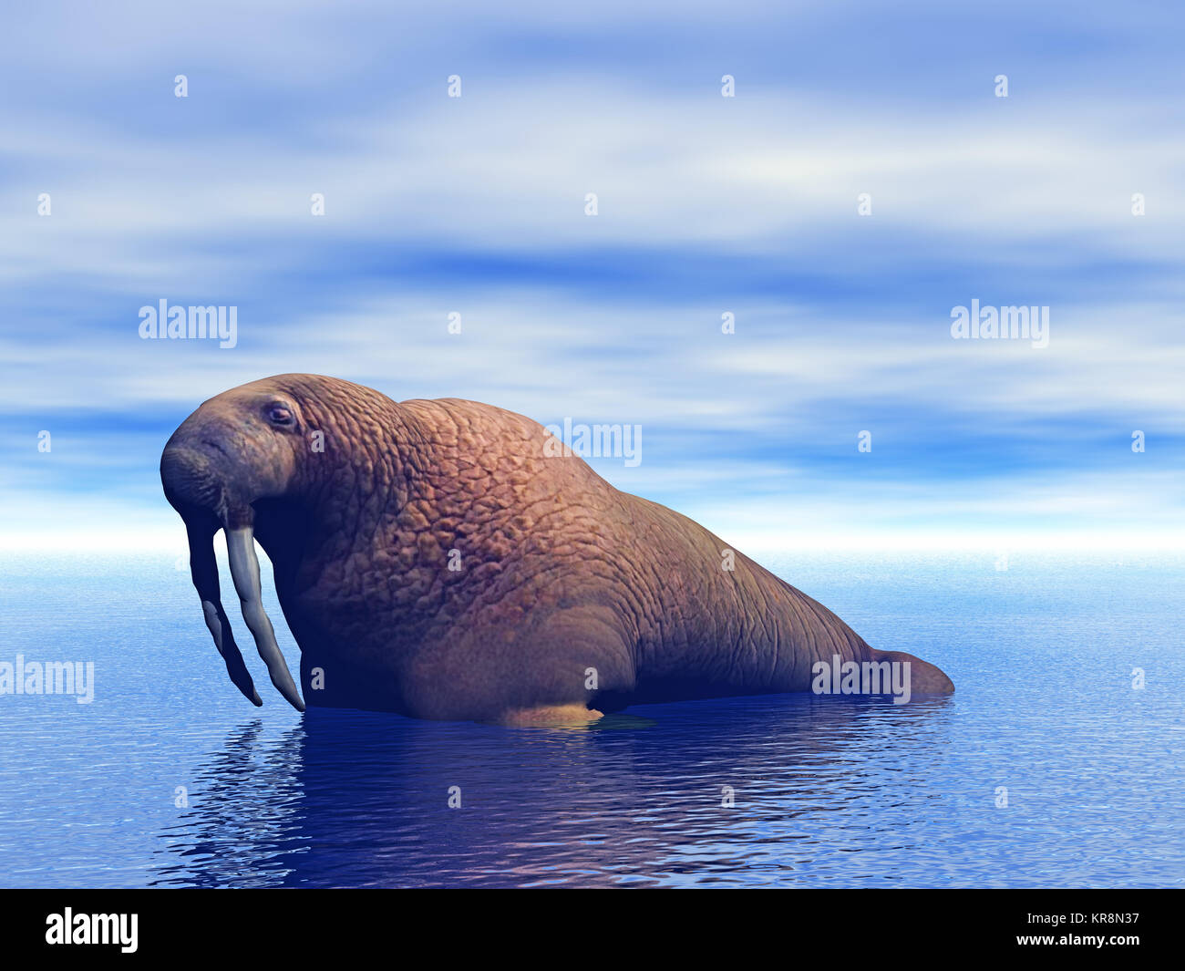 walrus with mighty tusks in the sea Stock Photo - Alamy