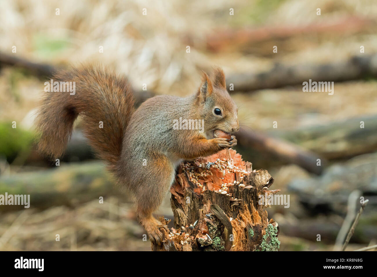 Red Squirrel with Hazel Nut Stock Photo - Alamy
