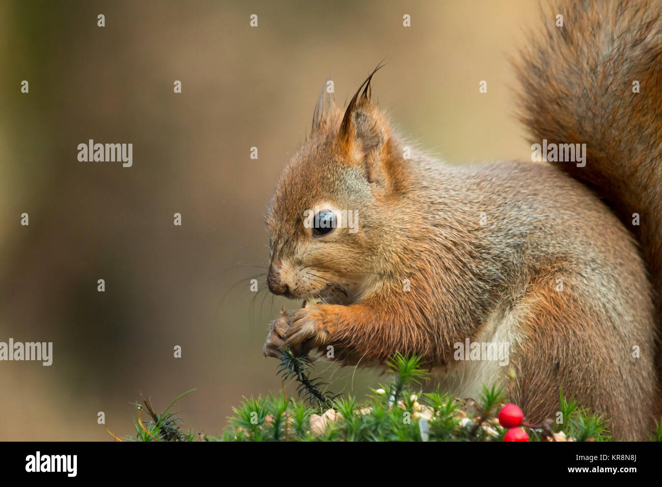 Red squirrel ears hi-res stock photography and images - Alamy