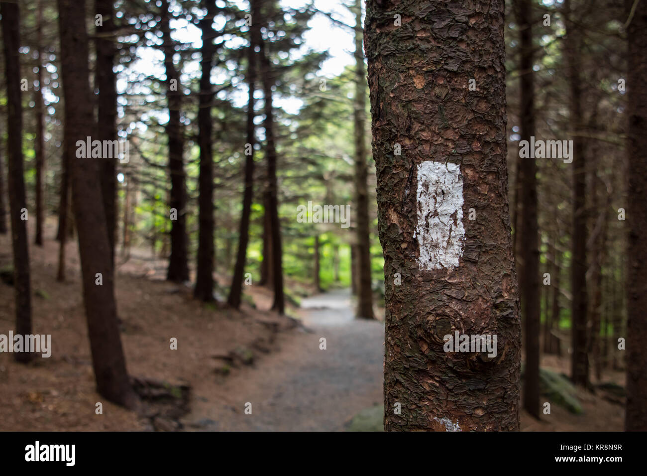 Appalachian Trail Blaze at Carvers Gap in pine forest Stock Photo - Alamy