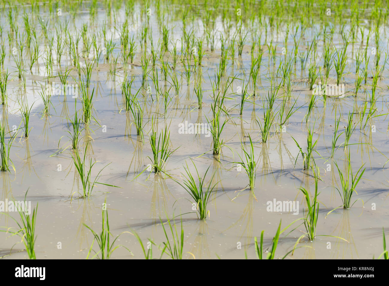 Planting paddy rice field Stock Photo - Alamy