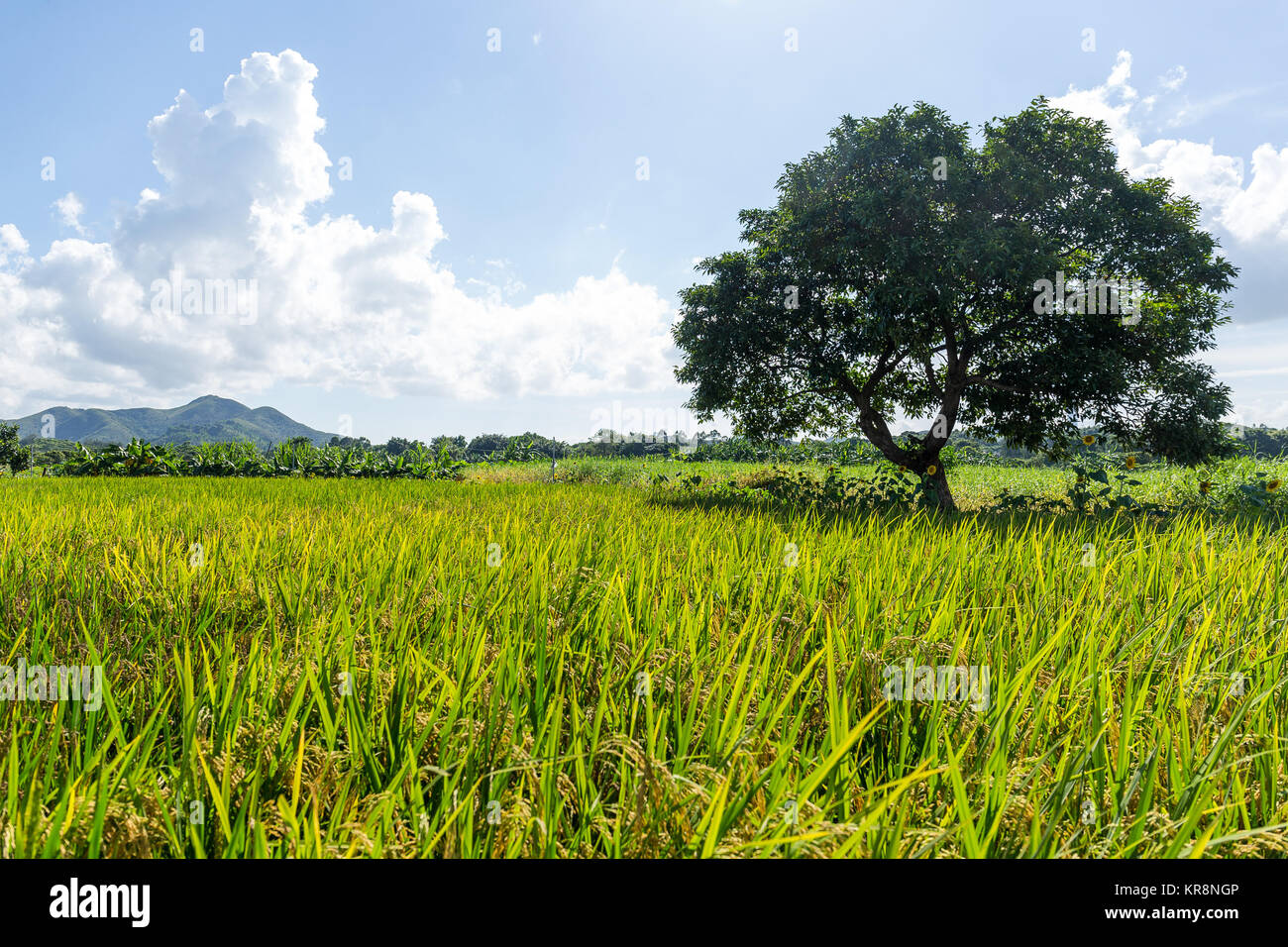 Paddy rice meadow and tree Stock Photo - Alamy