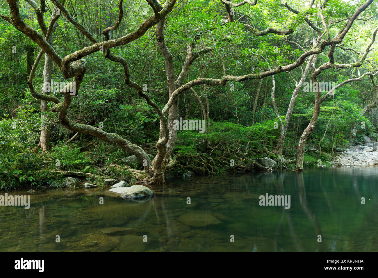 Beautiful landscape with forest lake Stock Photo - Alamy
