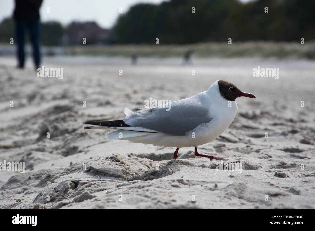 seagull on the beach in zingst,darss,germany Stock Photo - Alamy