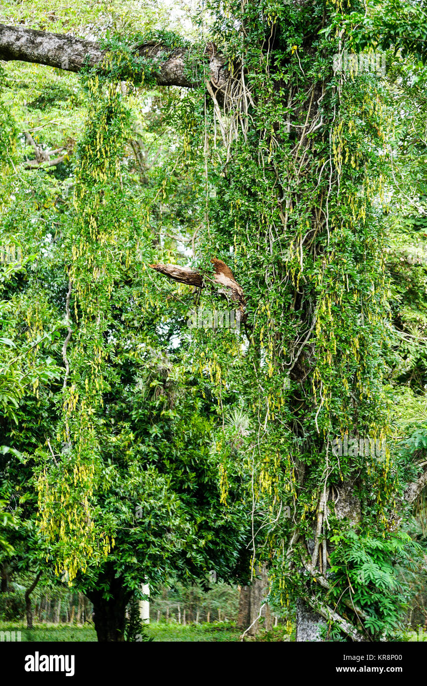 Parasitic Plants High Resolution Stock Photography and Images - Alamy