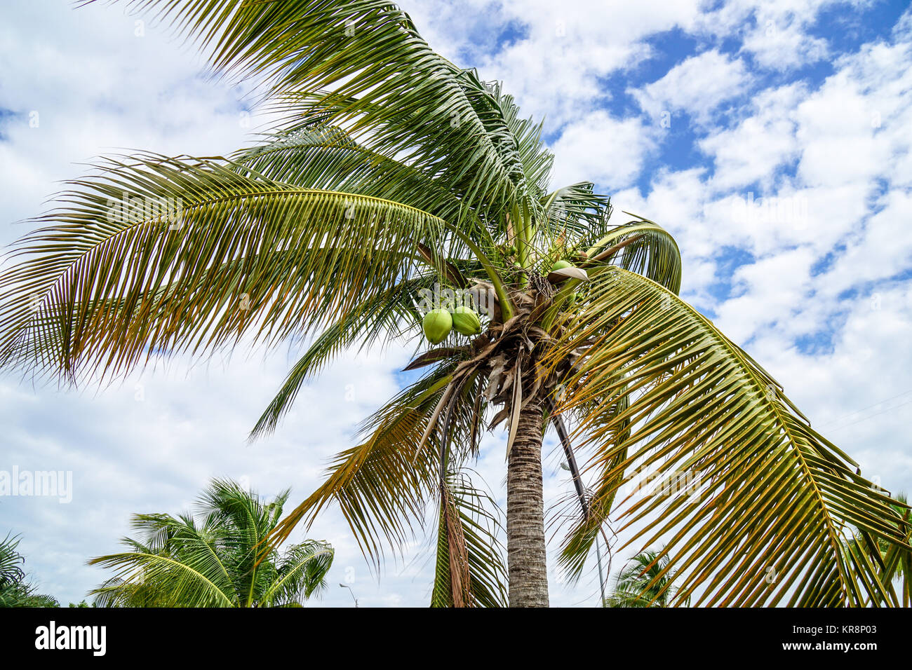 Royal Palms Cuba Stock Photo - Alamy